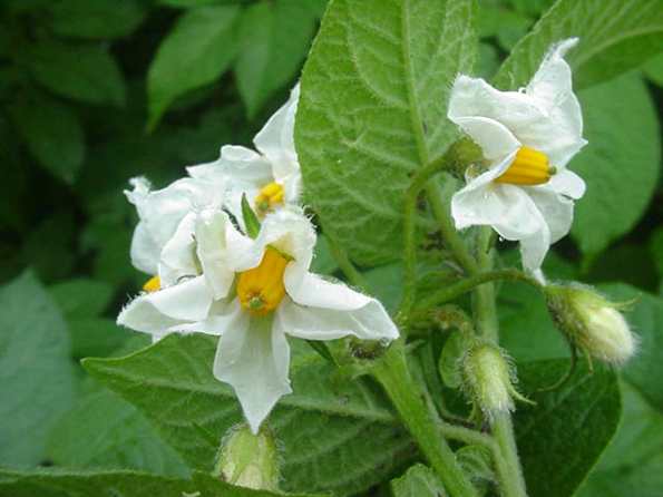 BRITISH QUEEN POTATOES - DIVERSITY WEBSITE